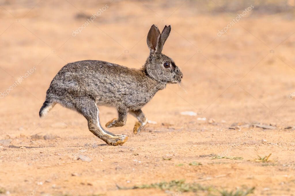 Oryctolagus cuniculus es una especie de conejo de la Península Ibérica ...