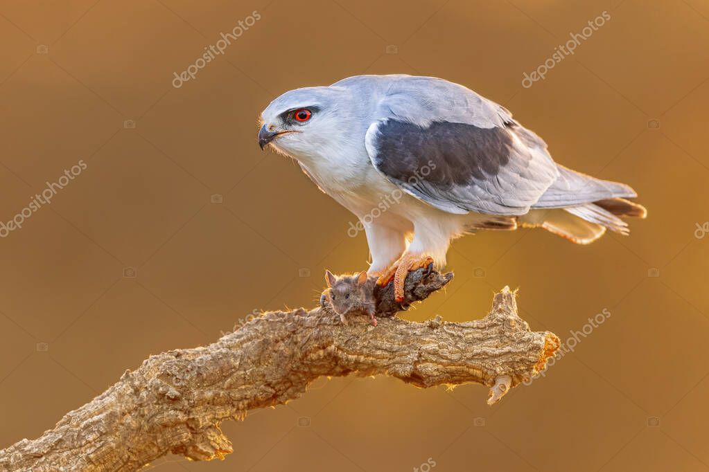Cometa de alas negras (Elanus caeruleus) Ave de presa encaramada en ...