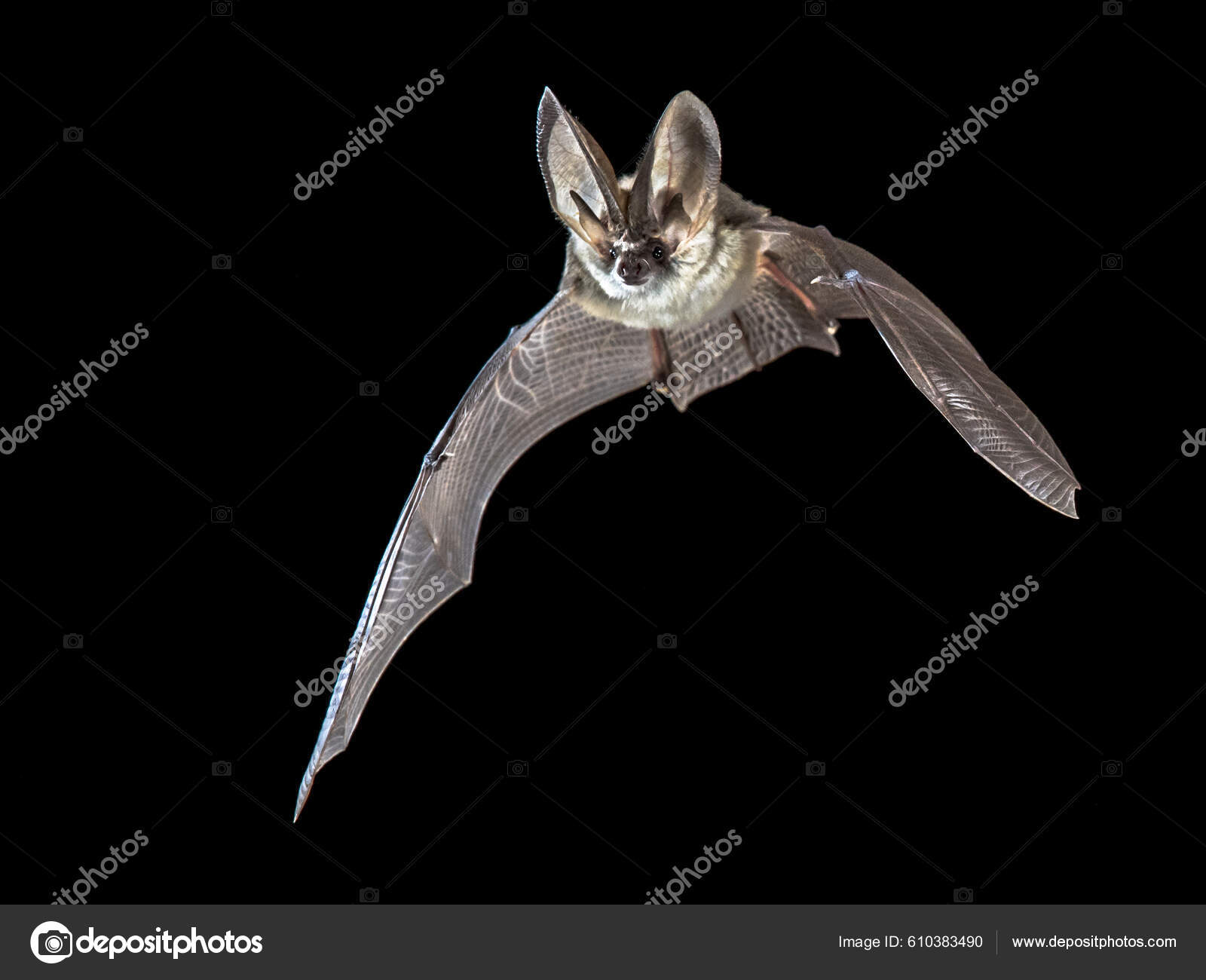 Flying Bat Isolated Black Background Grey Long Eared Bat Plecotus ...
