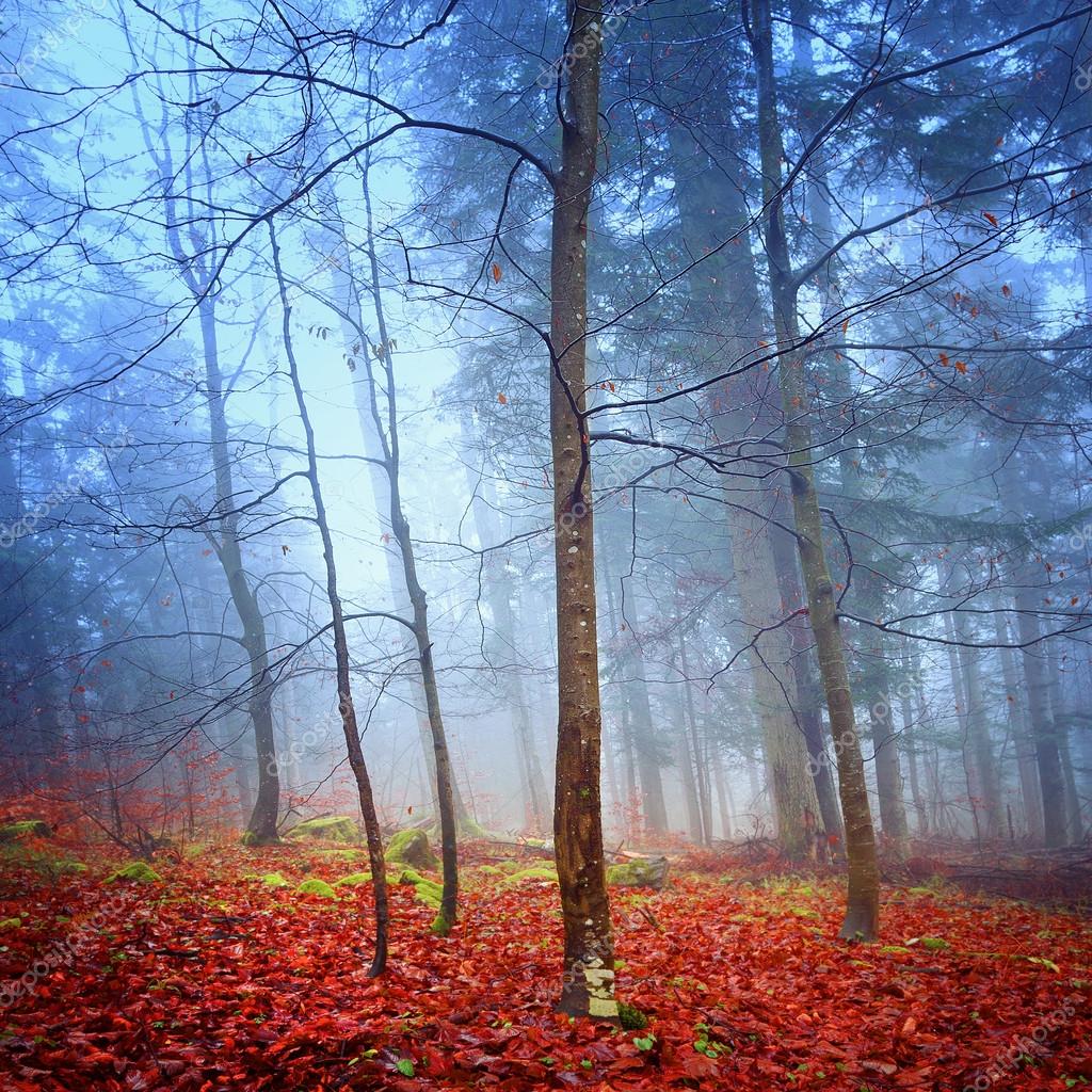 Fantasy autumn forest — Stock Photo © robsonphoto #51338985