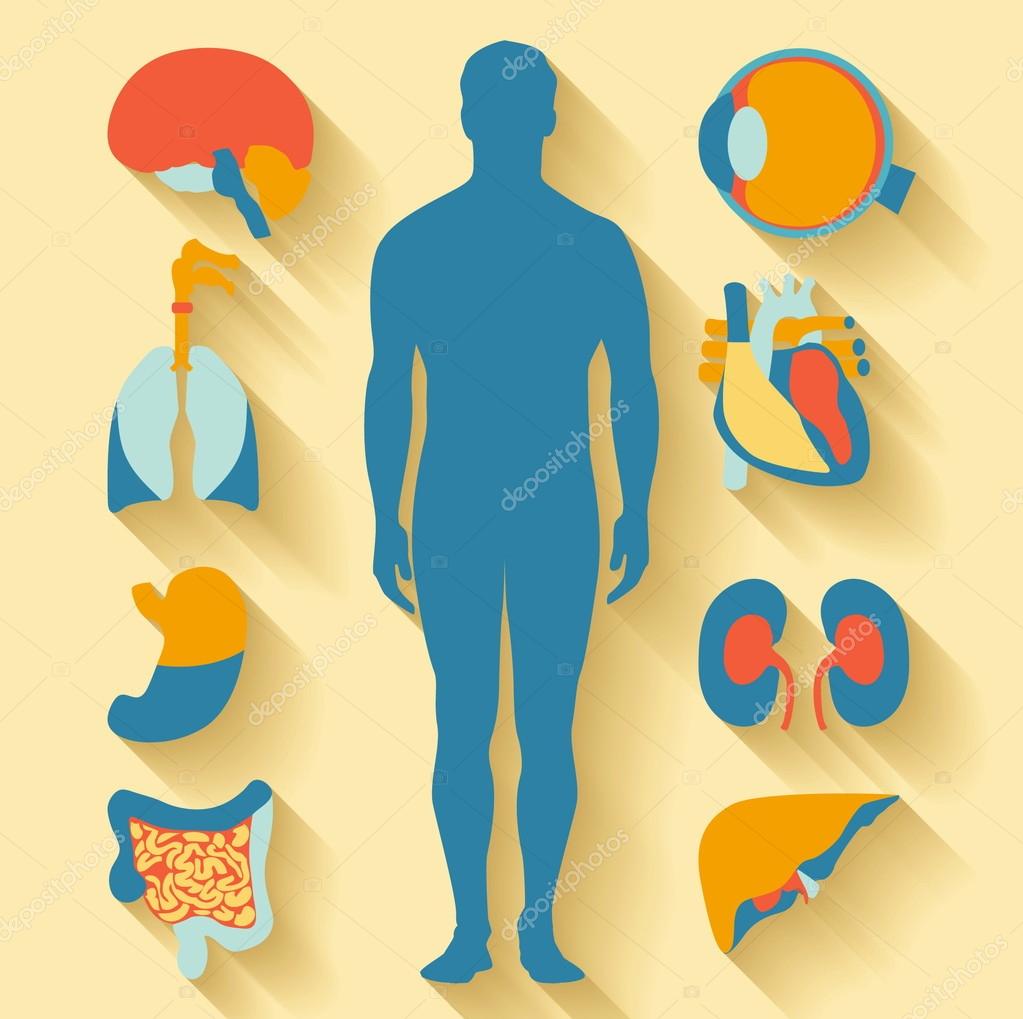 Iconos de diseño plano para el tema médico. Anatomía humana, enorme ...