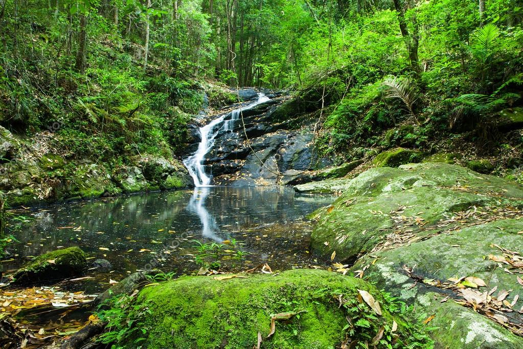 Waterfall in the subtropical rainforest, Kondalilla national park ...