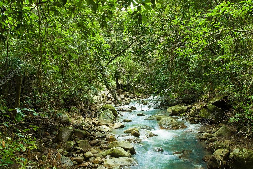 Subtropical rainforrest in Springbrook national park, Gold Coast ...