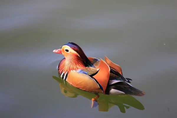 Pato florida Stock Photos, Royalty Free Pato florida Images | Depositphotos