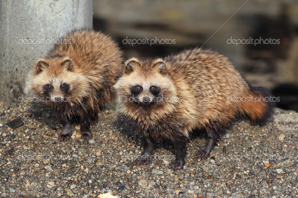 Raccoon Dog (Nyctereutes procyonoides) in Japan — Stock Photo ...