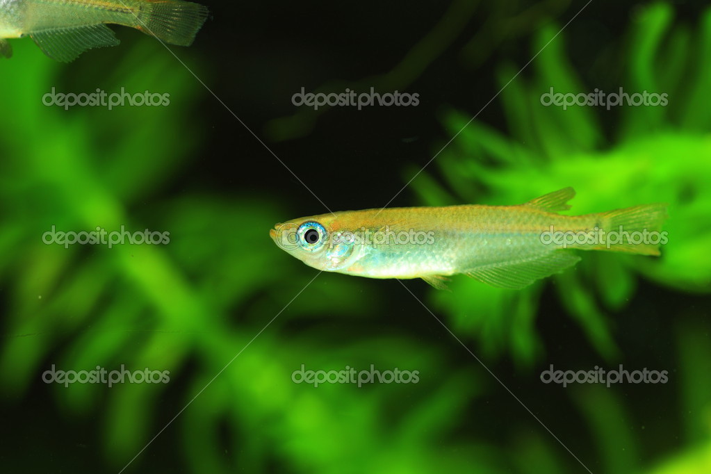 Pescado de arroz japonés (Oryzias latipes) en Japón 2023