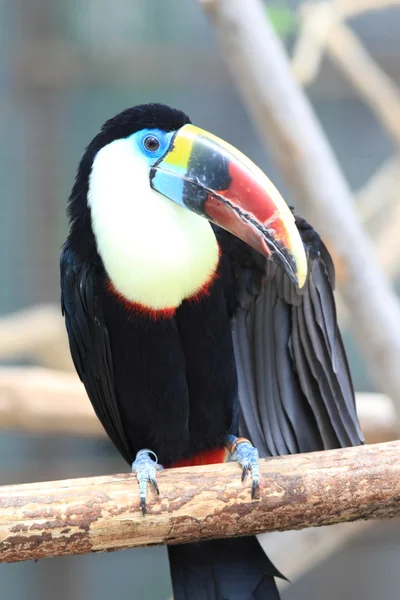 Tucán de garganta blanca (Ramphastos tucanus) 2023