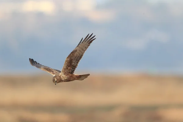 Eastern marsh harrier (Circus spilonotus) flying in japan Stock Photo ...