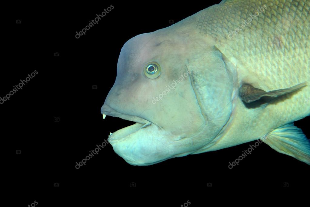 Pictures: sheepshead fish | Bulgyhead wrasse or Asian sheepshead wrasse ...