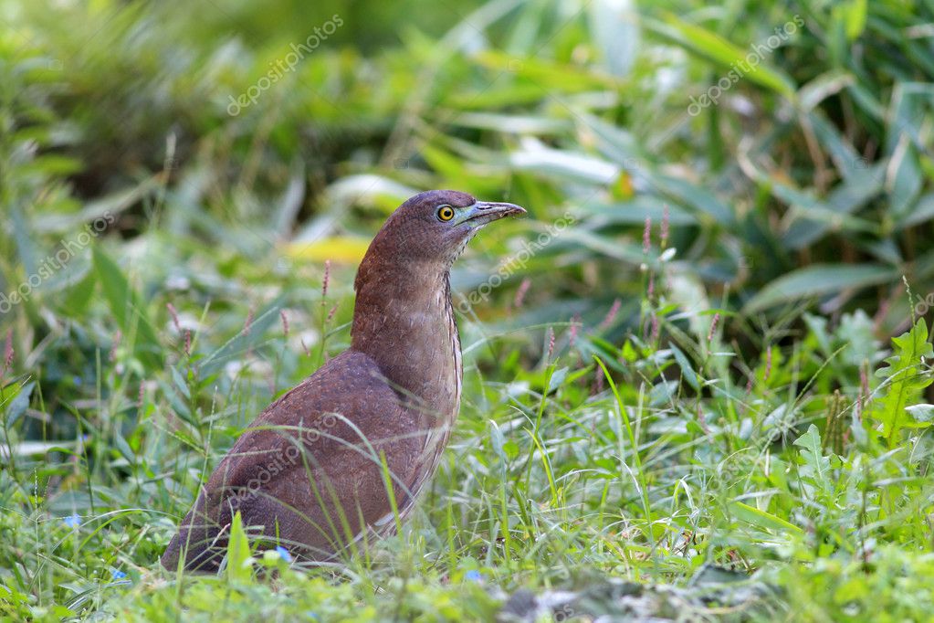 Garza nocturna japonesa (Gorsachius goisagi) en Japón 2024