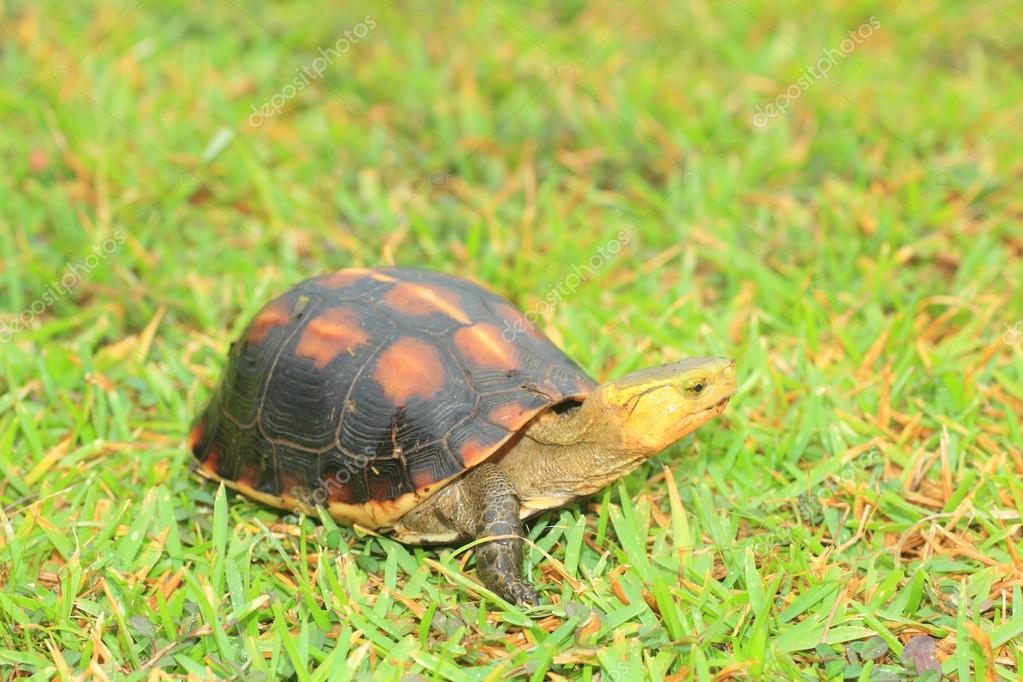 Yellow-margined box turtle (Cuora flavomarginata evelynae) in Iriomote ...