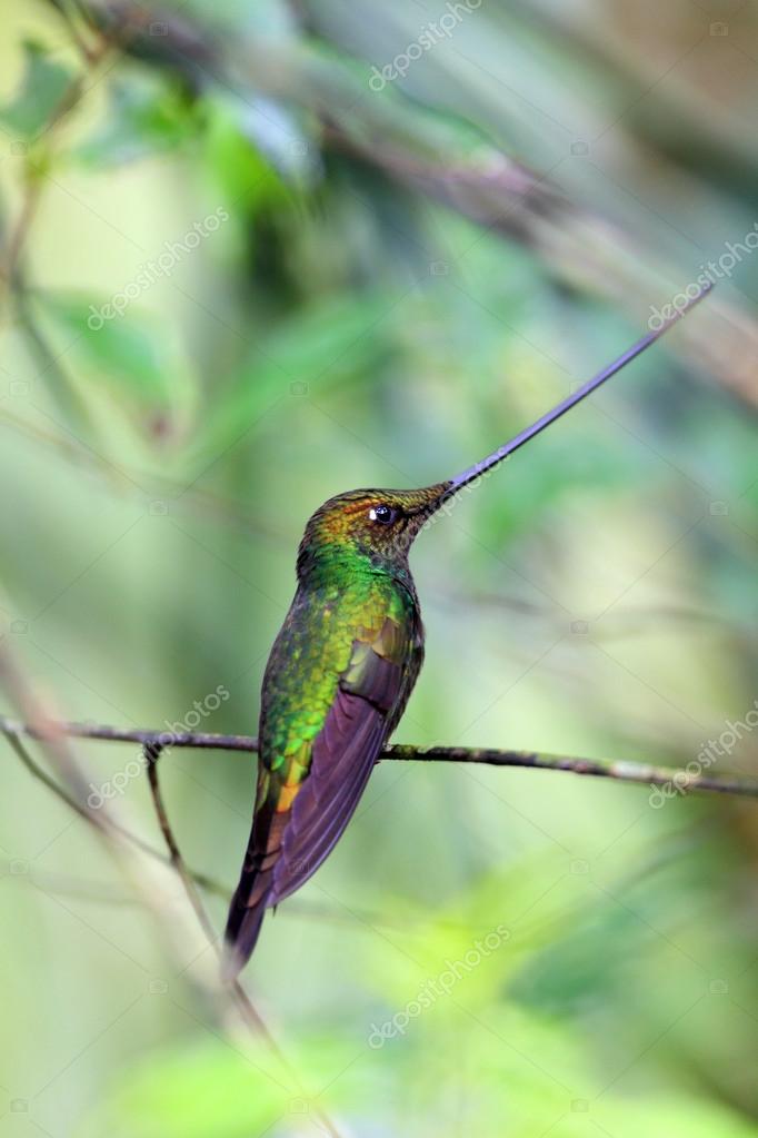 Colibrí de pico de espada (Ensifera ensifera) en Guango, Ecuador ...