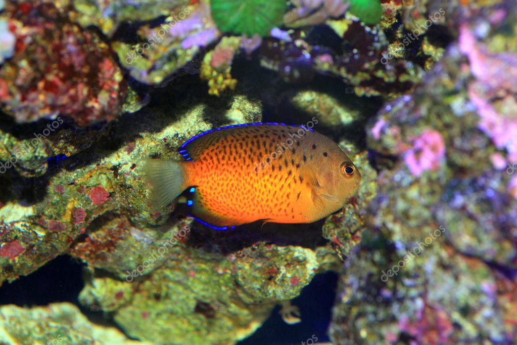 Rusty Angelfish(Centropyge ferrugata) in Japan — Stock Photo ...