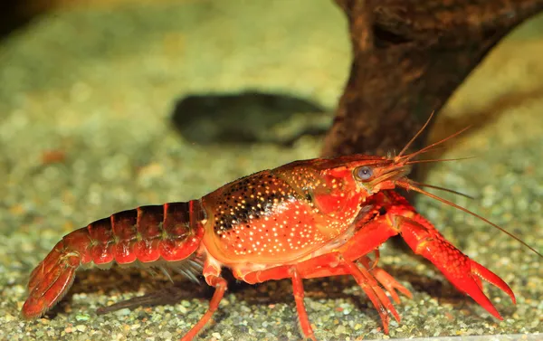 Pink hairy squat lobster Stock Photos, Royalty Free Pink hairy squat ...