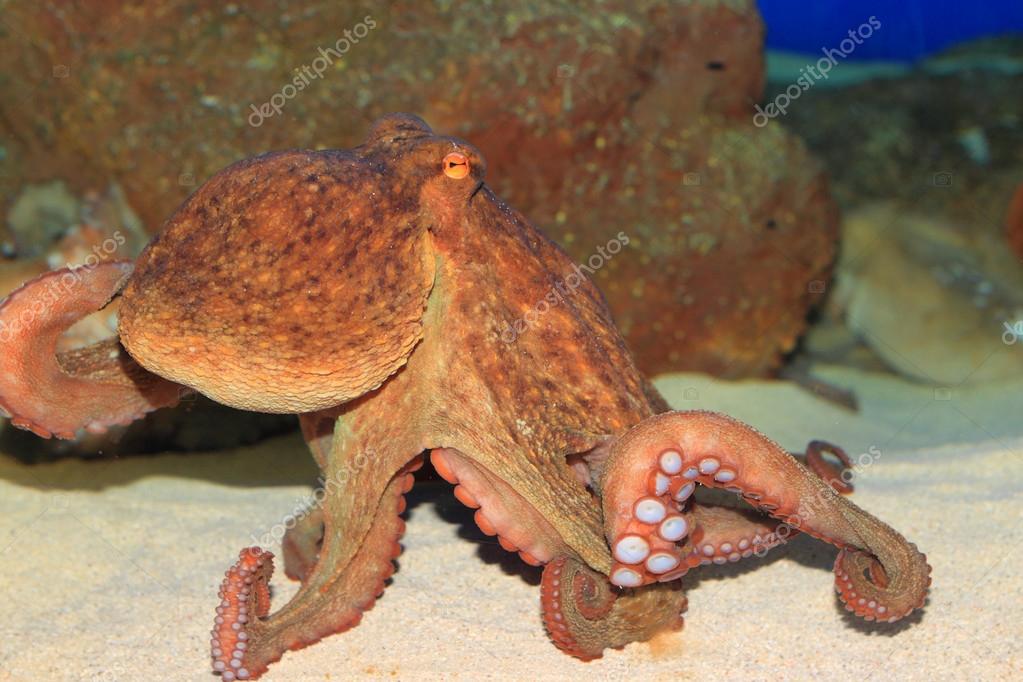 Pulpo común (Octopus vulgaris) en Japón: fotografía de stock ...
