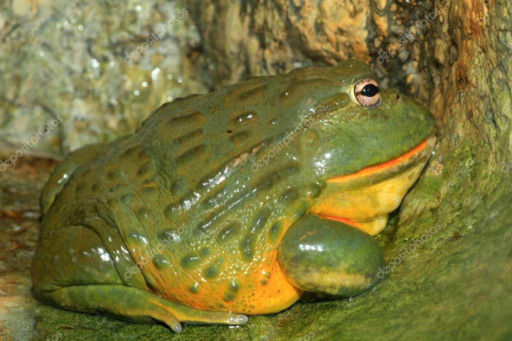 African bullfrog (Pyxicephalus adspersus) Stock Photo by ©feather0510 ...