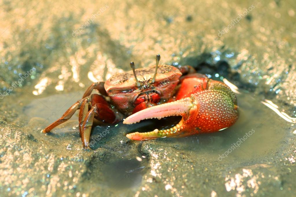 Fiddler crab (Uca arcuata) in Japan — Stock Photo © feather0510 #47675889