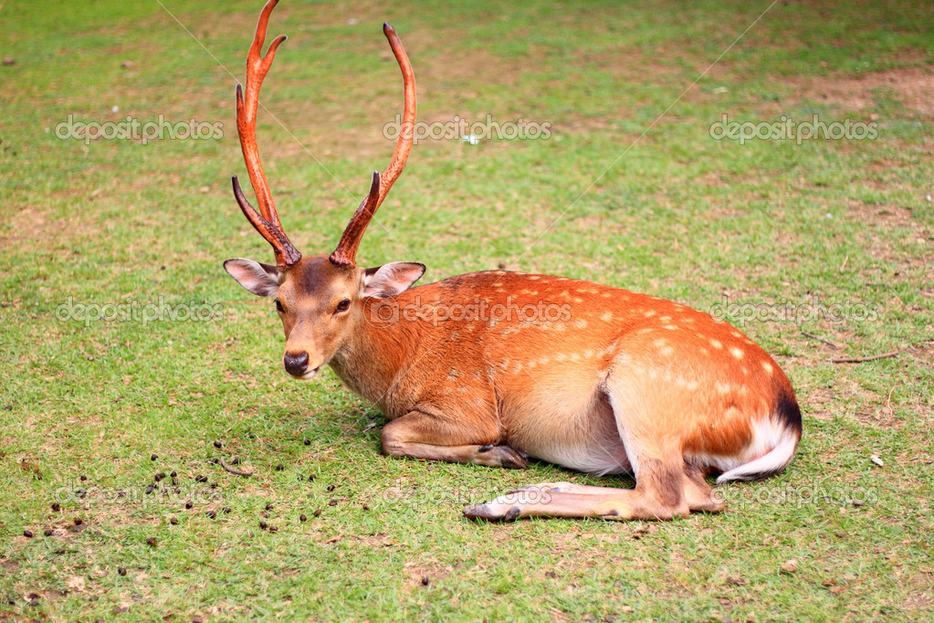 Cerf Sika (cervus nippon) au Japon — Photographie feather0510 © #49139783