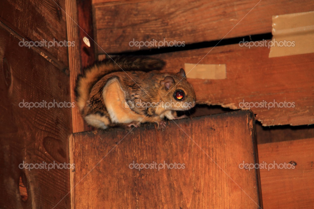 Japanese dwarf flying squirrel (Pteromys momonga) in Japan — Stock ...