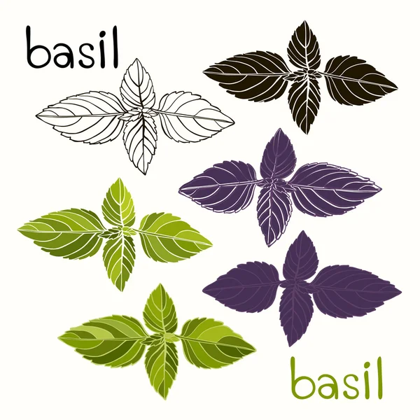 Basil, Royalty-free Basil Vector Images & Drawings | Depositphotos®