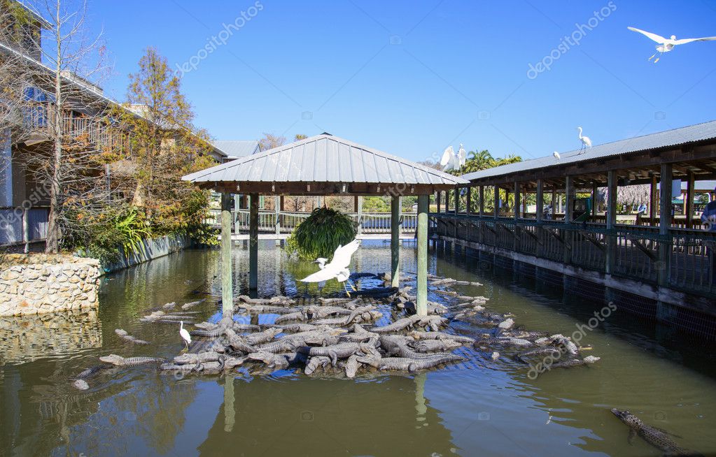 Gatorland In Orlando Florida Stock Editorial Photo © Giuliaisabella