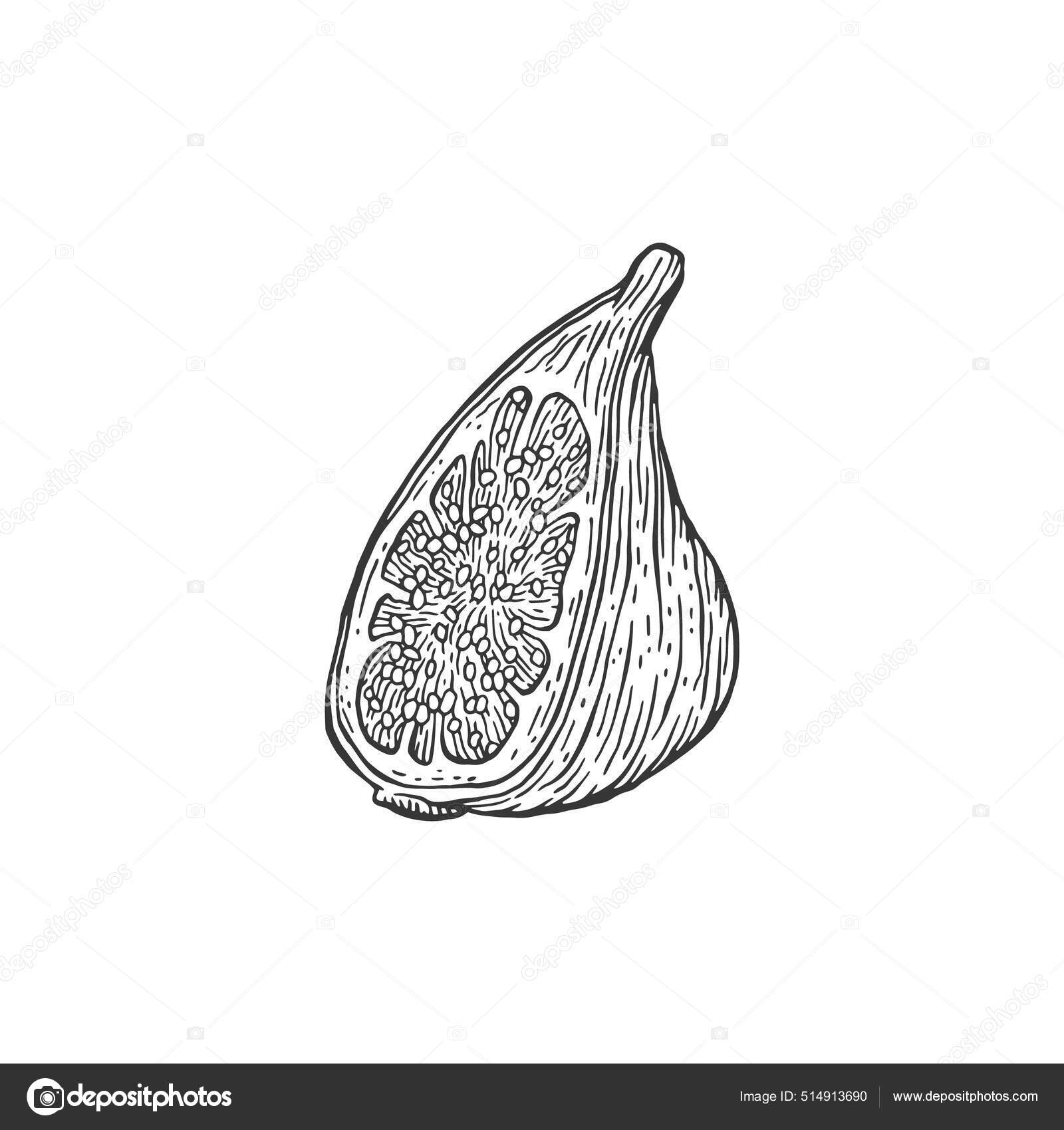 Dibujo monocromático de higuera cortada en medio vector ilustración ...