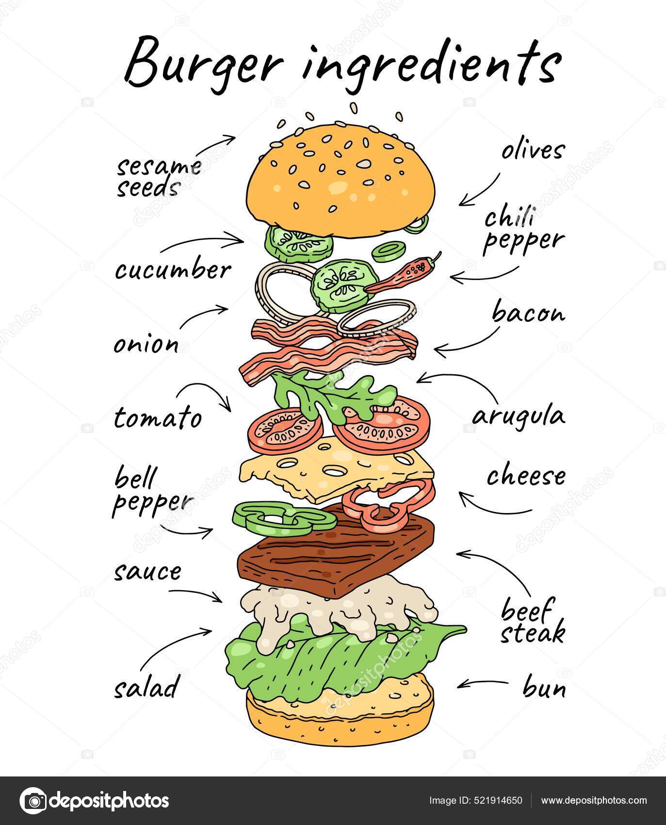 Burger ingredients infographic, colored sketch vector illustration ...