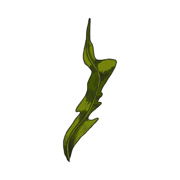 Undaria Vector Art Stock Images | Depositphotos