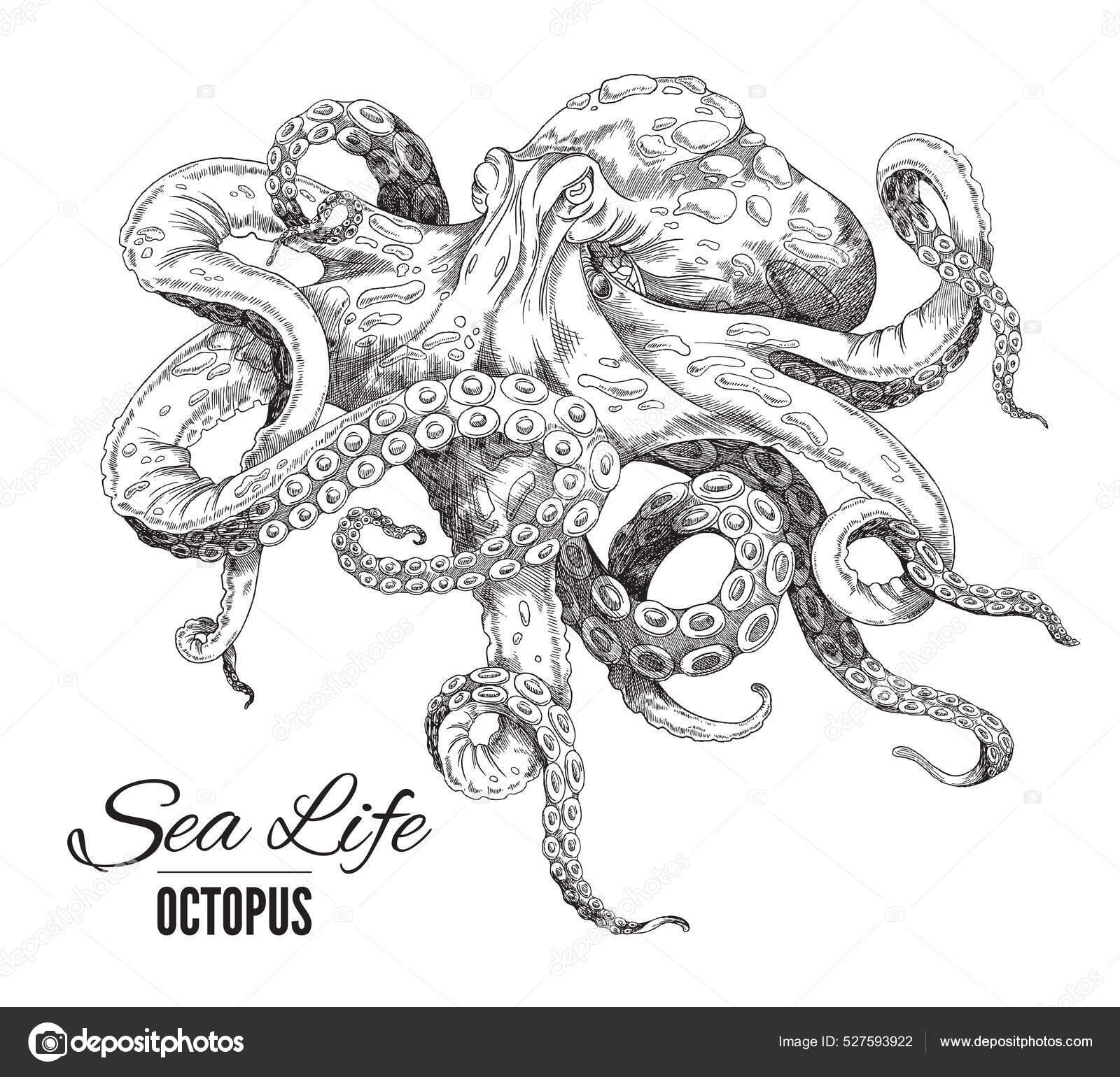 Dibujo Realista De Pulpo