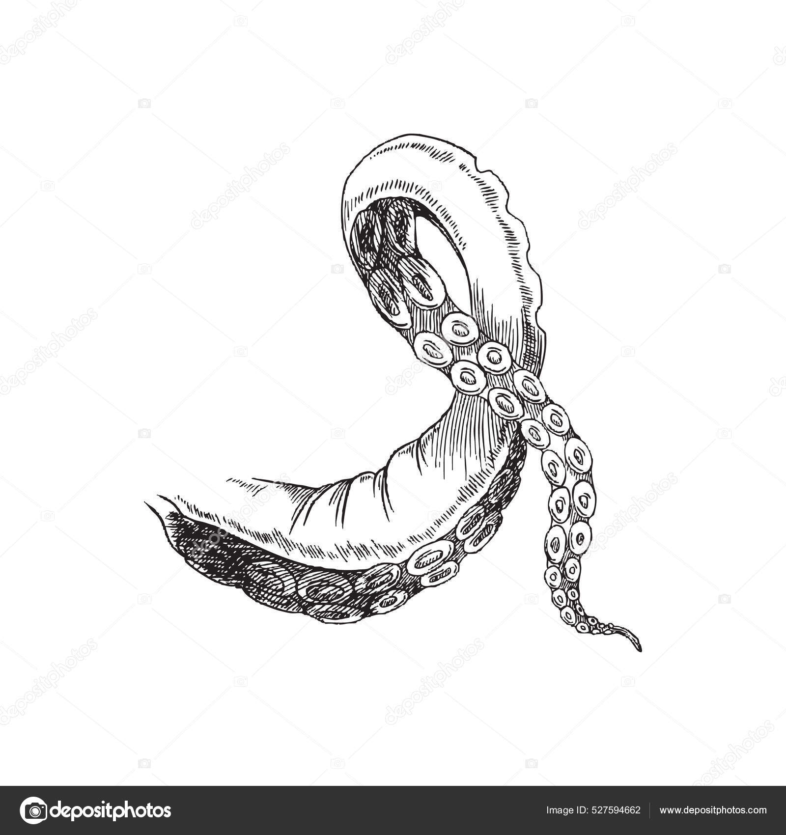 Squid Tentacles Illustration