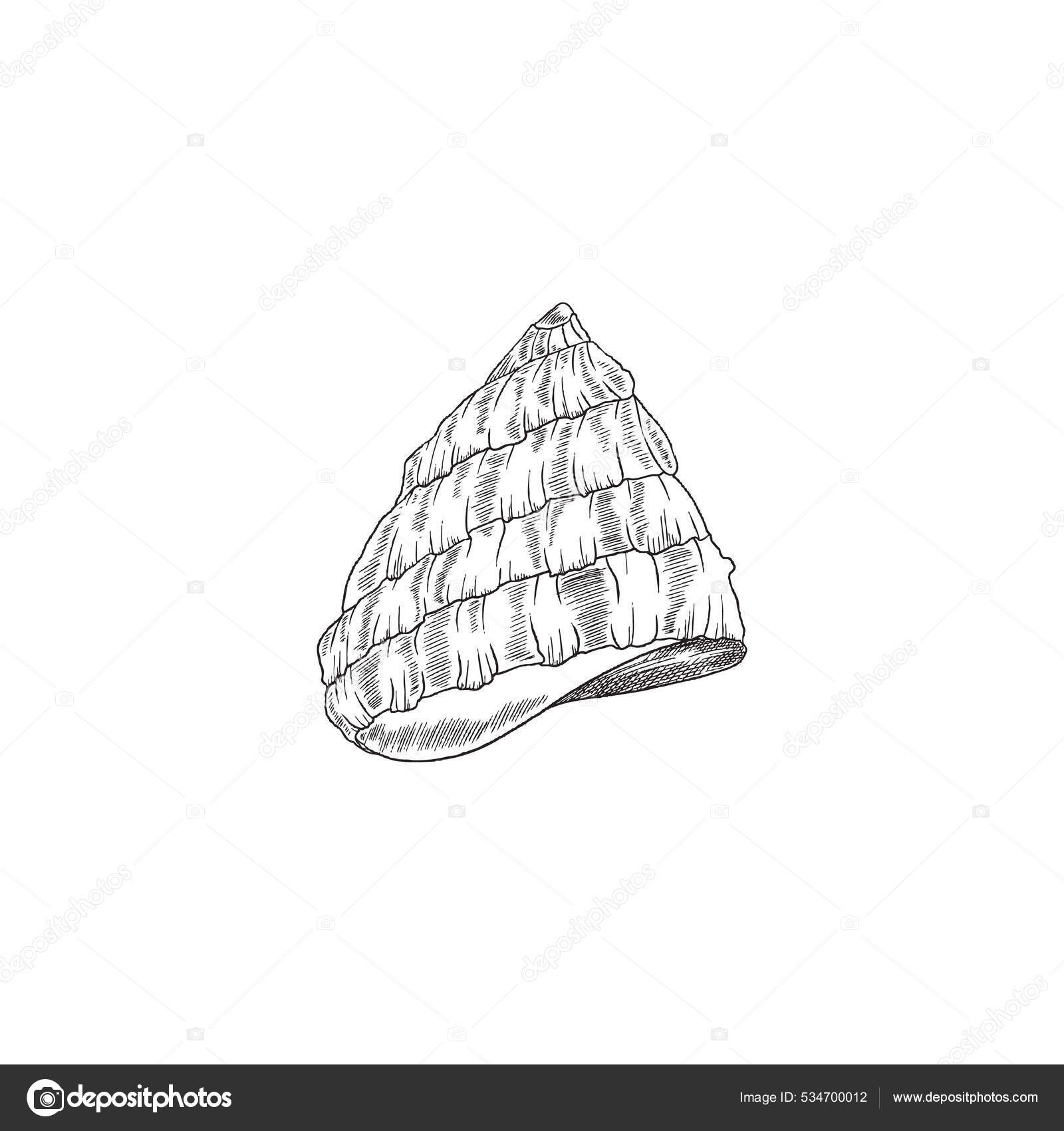 Sea shell in cone shape, engraving vintage style vector illustration ...