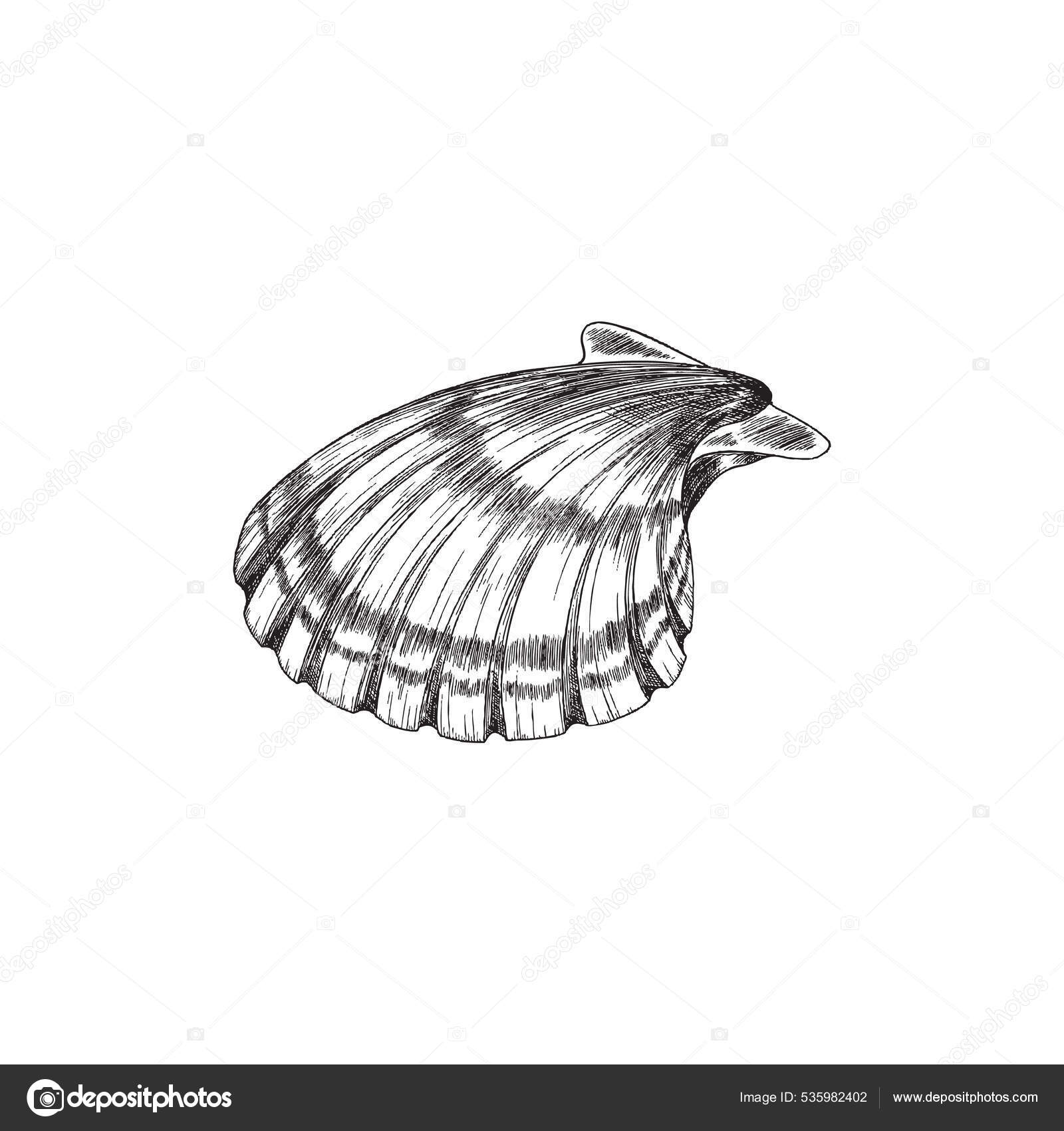 Scallop or lion paw bivalves shell, engraved vector illustration ...