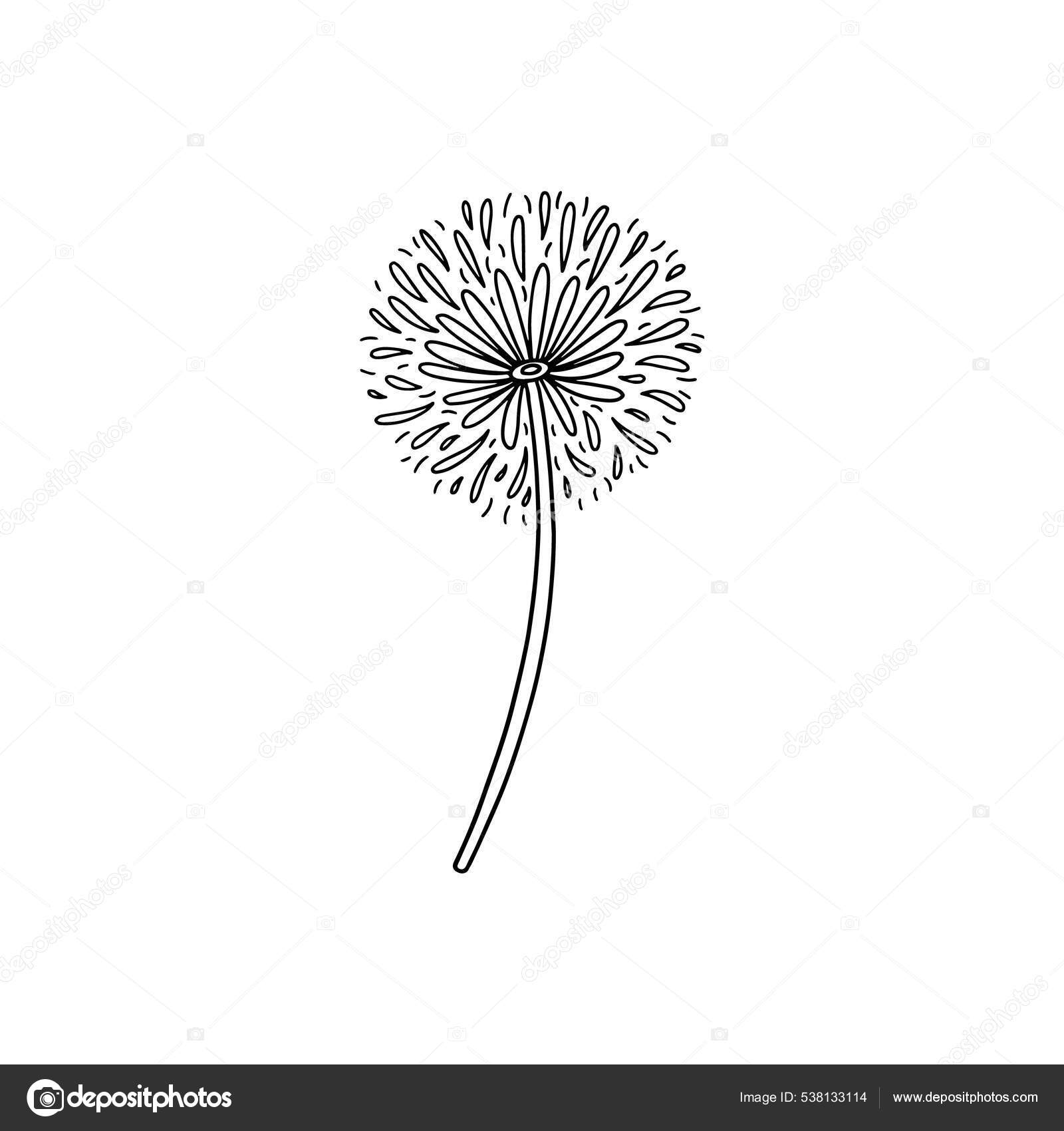 Black And White Dandelion Drawing