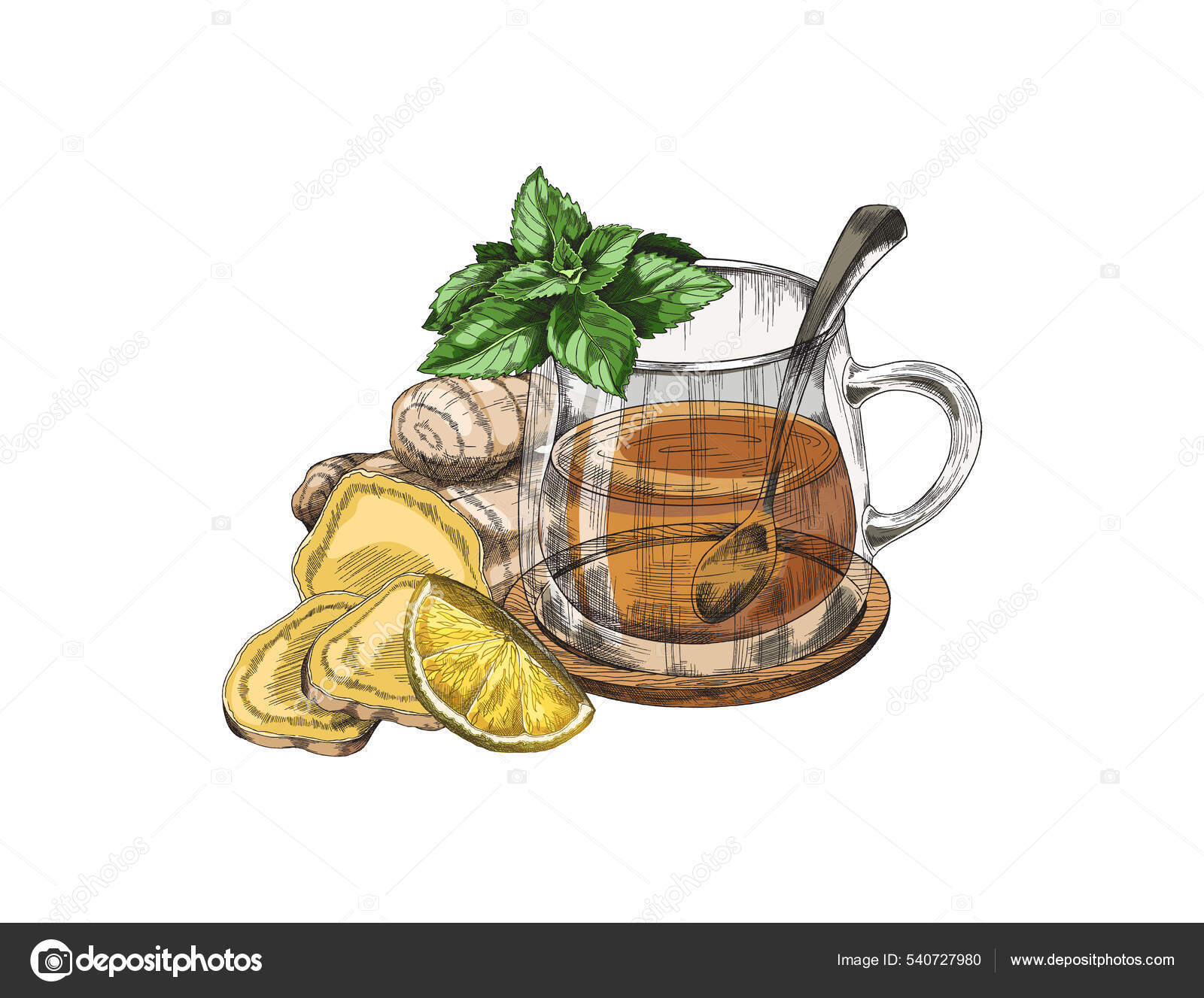 Hand drawn ginger tea with glass cup, lemon, fresh root and mint ...