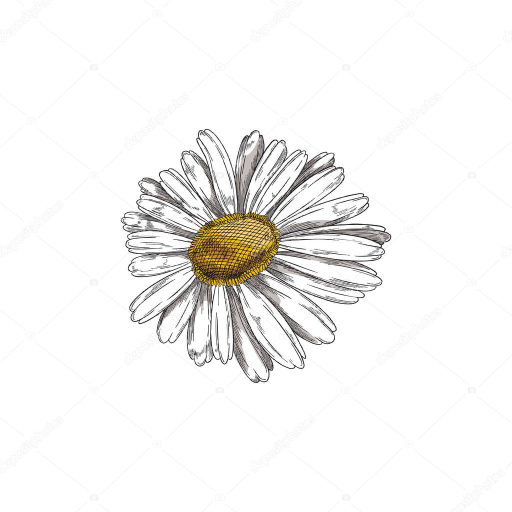 Manzanilla planta flor dibujado a mano dibujo estilo vector ilustración ...