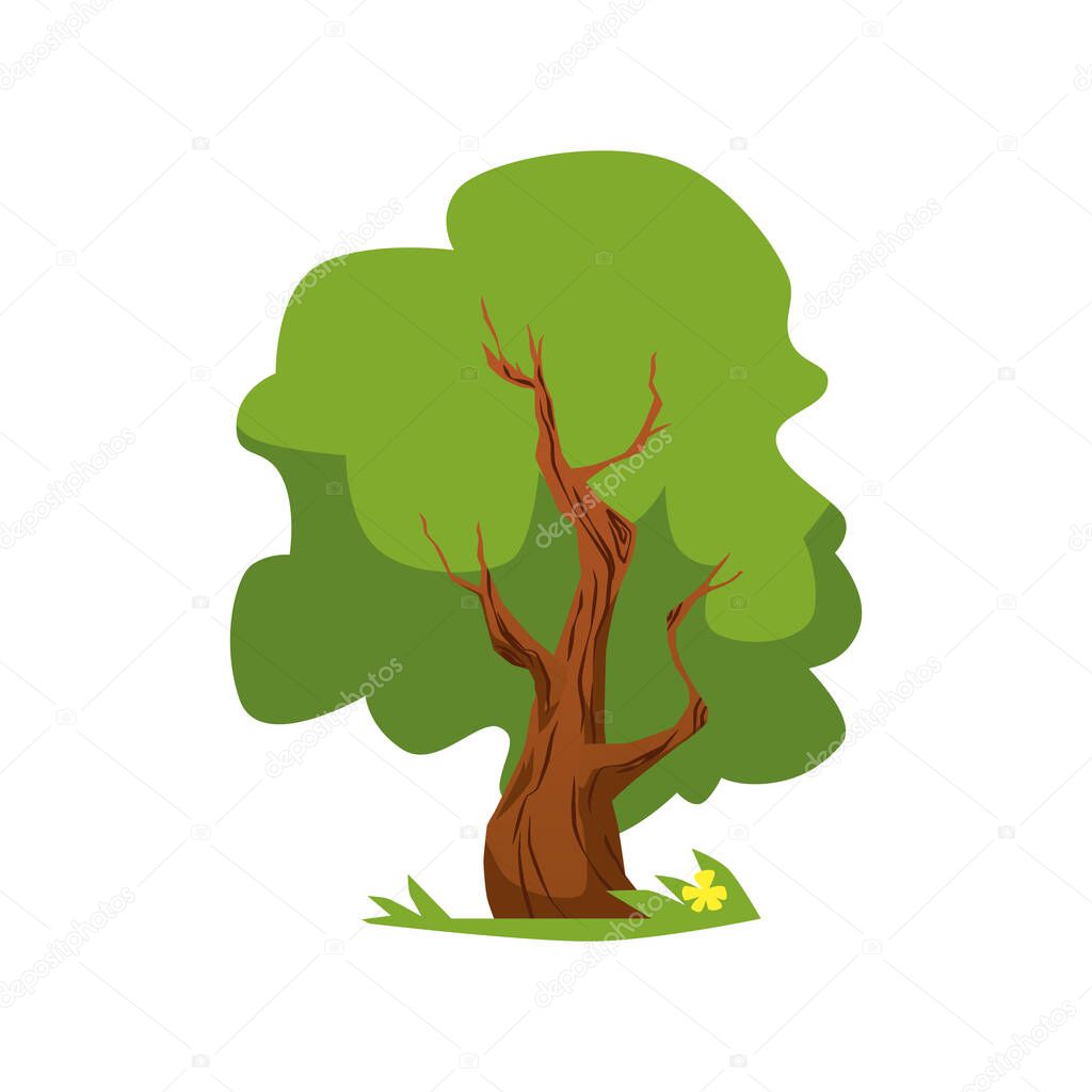 Árbol de roble con copa de hoja verde en temporada de verano ...