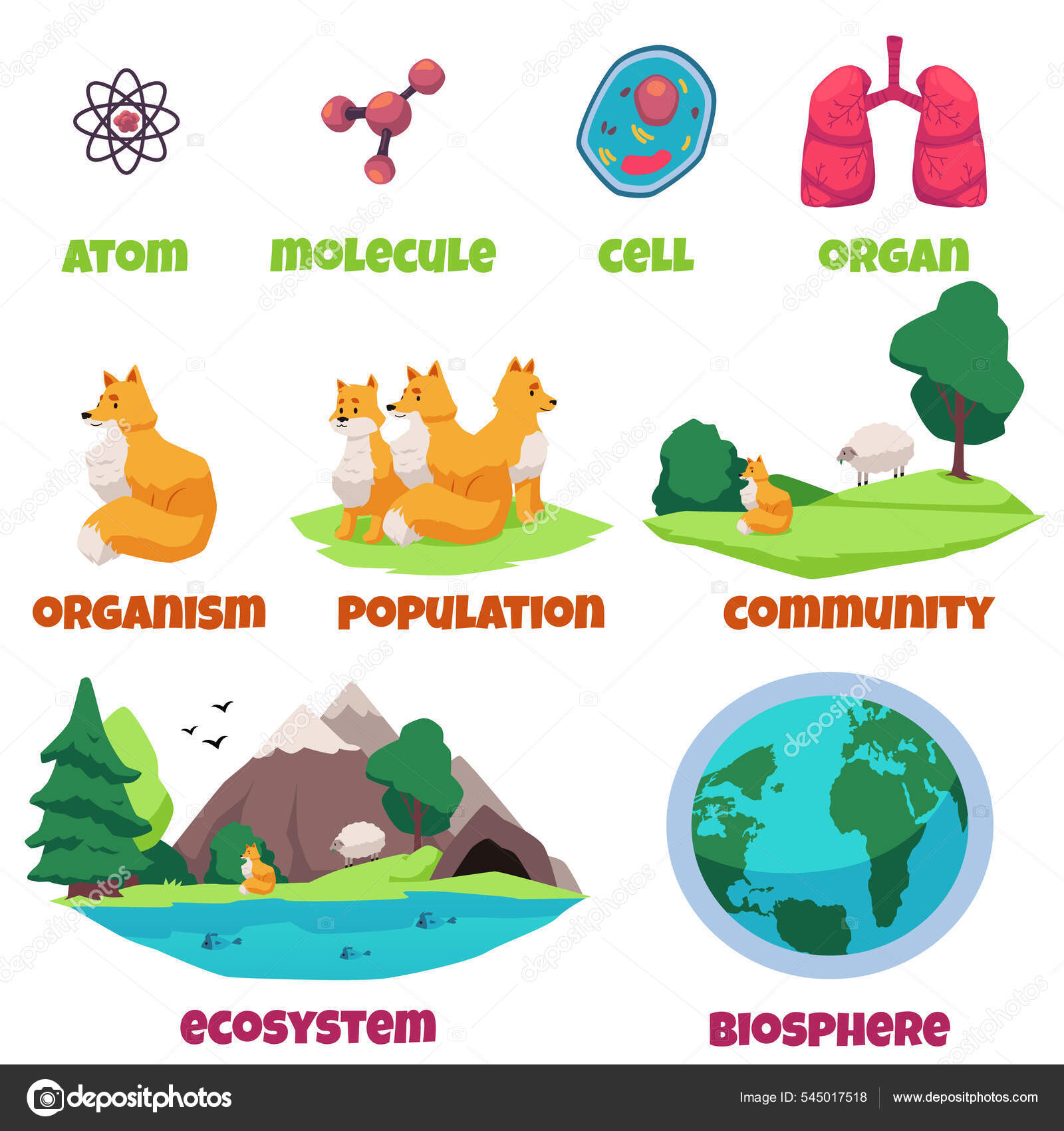 Biological hierarchy banner design, flat vector illustration isolated ...