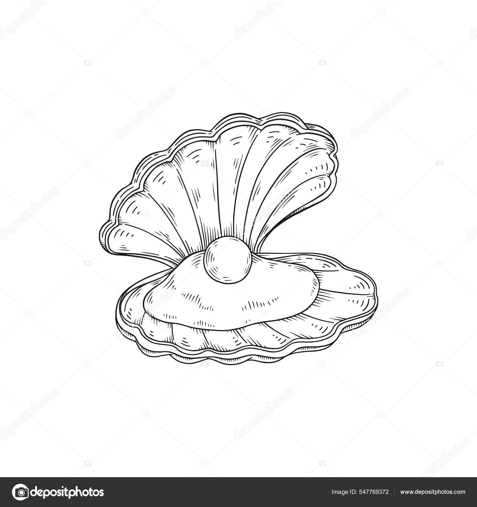 Clam Shell Sketch