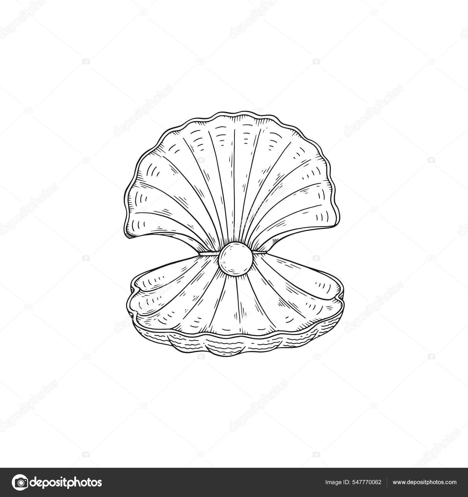 Pearls In Shell Drawing