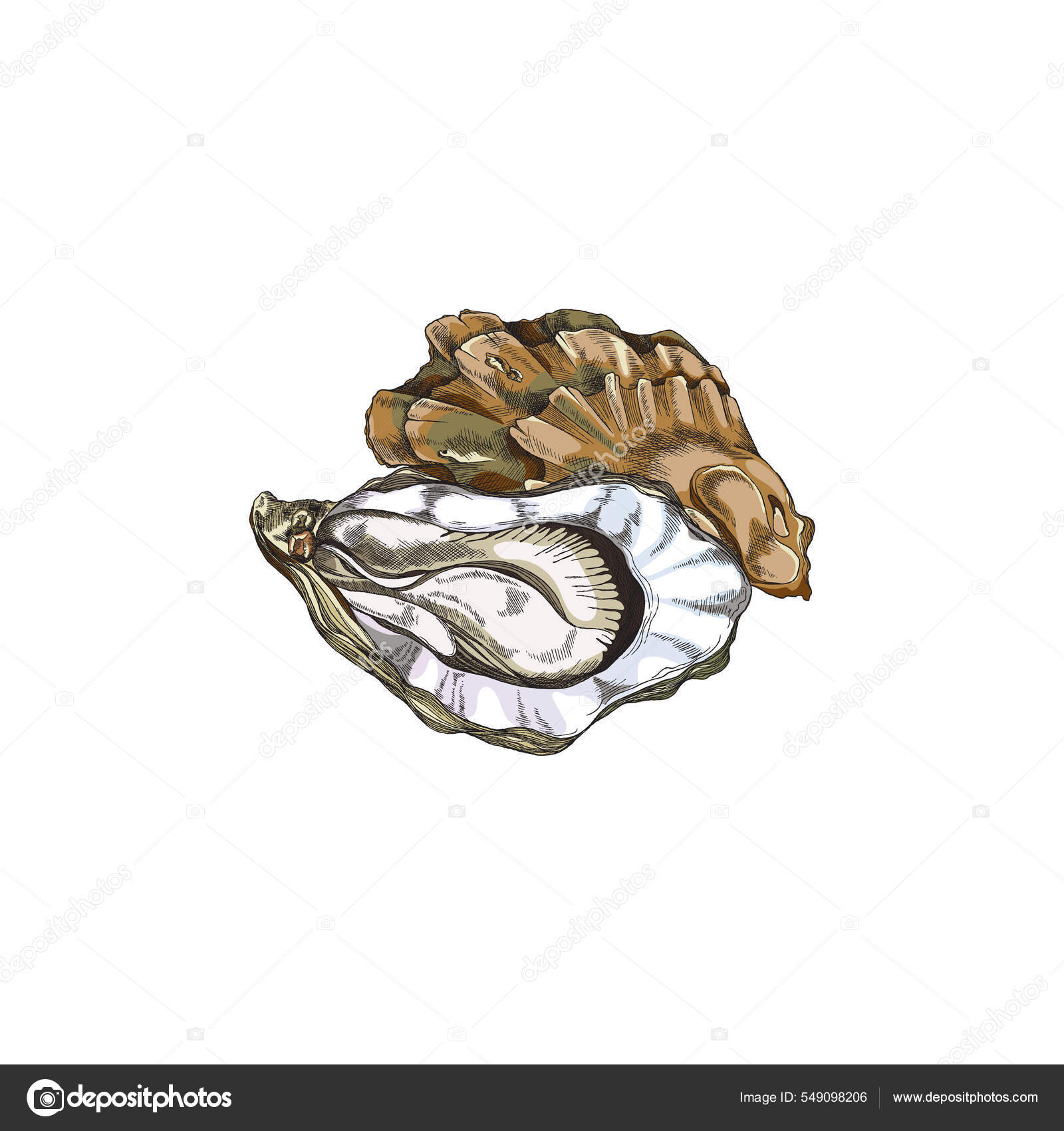 Oyster Shell Illustration