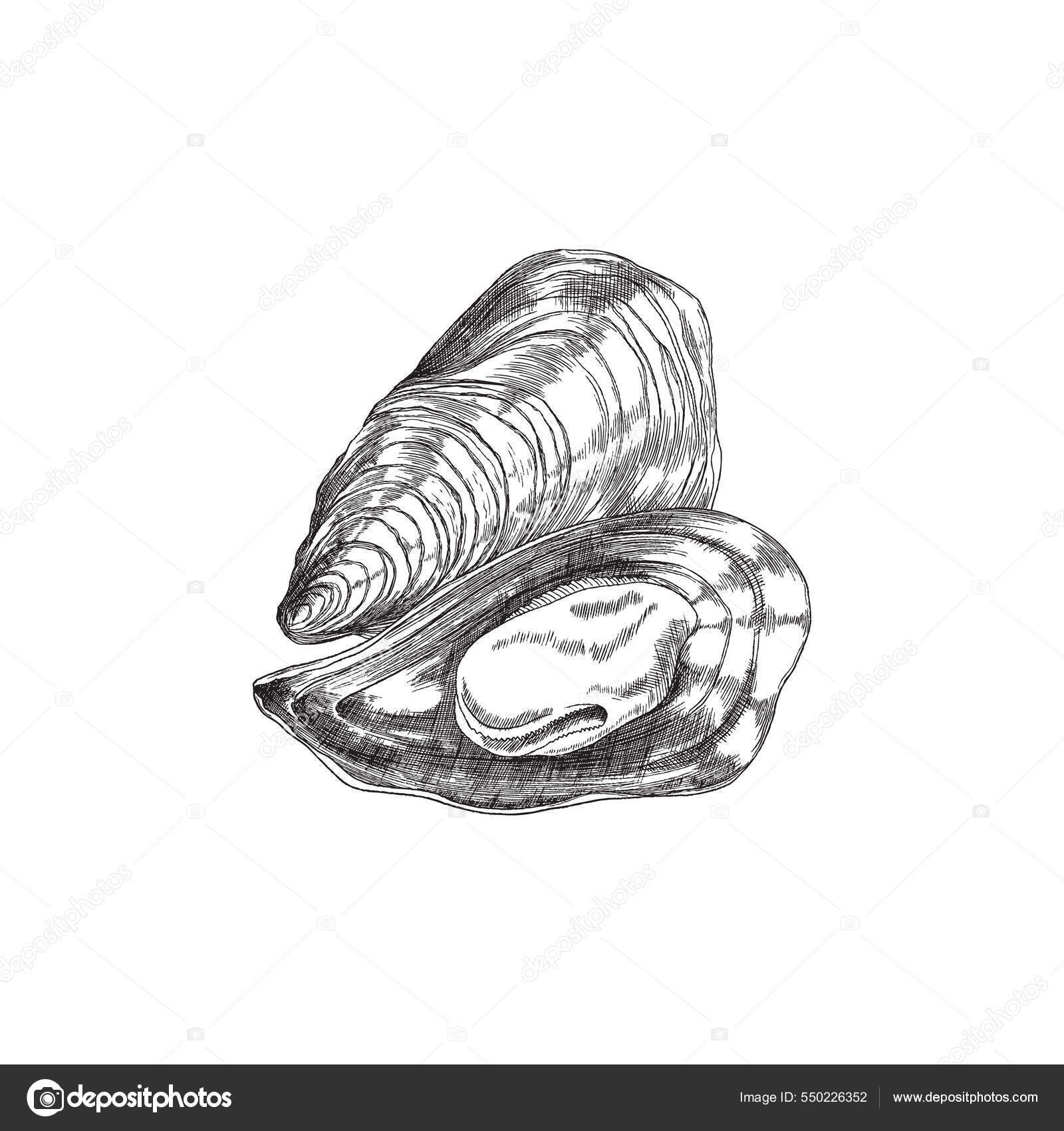 Open mussel shell valves with mollusk, sketch vector illustration ...