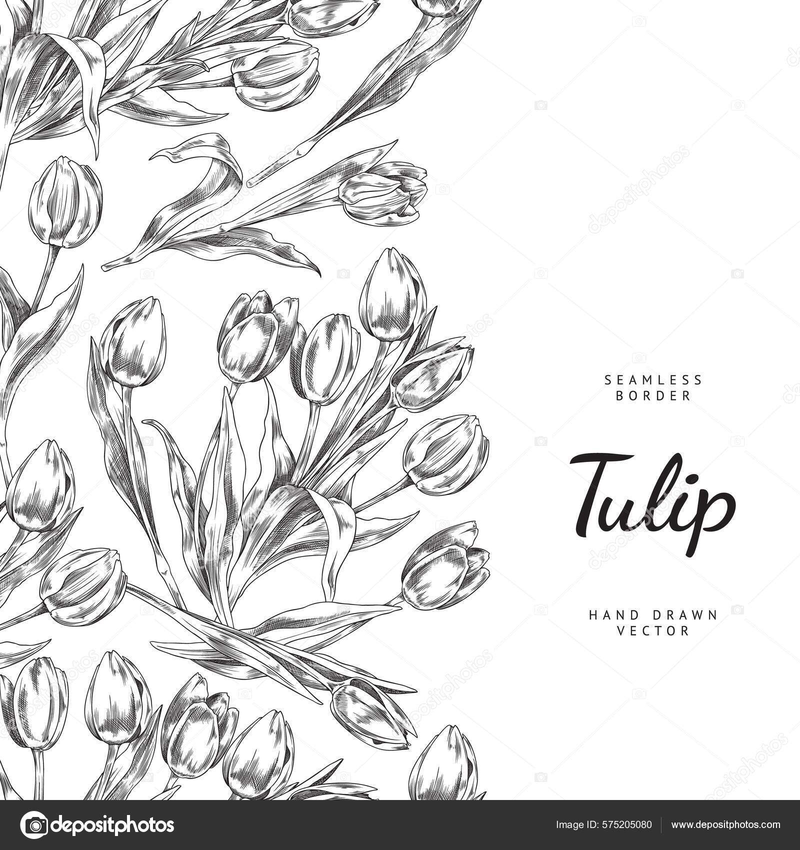 Seamless Vertical Border Hand Drawn Tulips Flowers Sketch Style ...