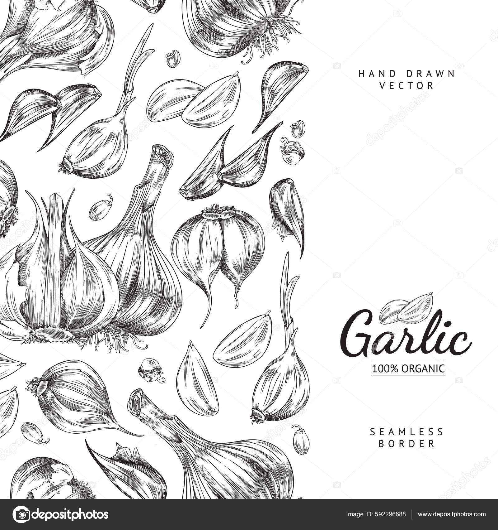 Organic Garlic Poster Template Seamless Border Sketch Vector ...