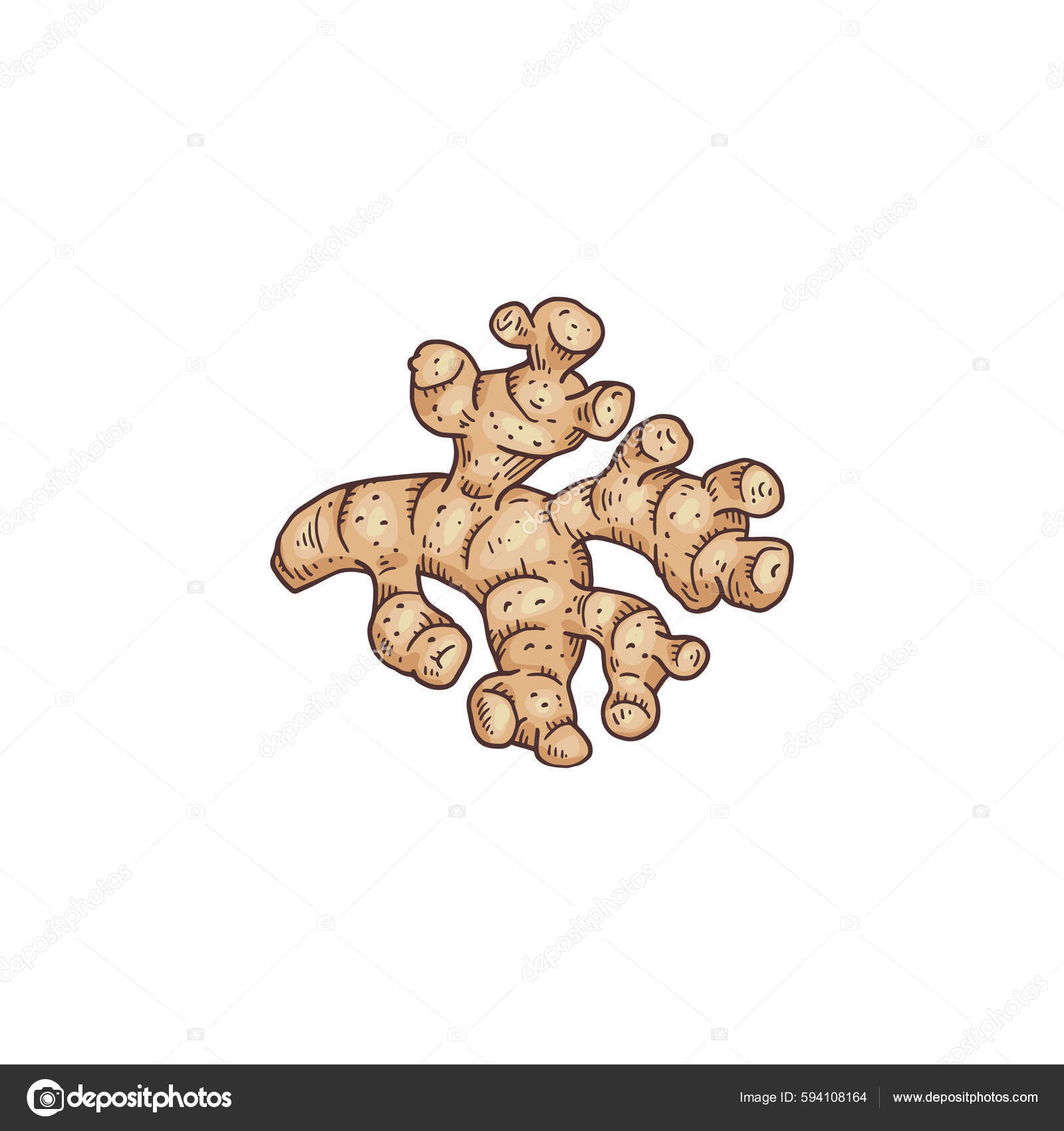 Tuber Root Ginger Plant Hand Drawn Sketch Vector Illustration Isolated ... Tuber Root Ginger Plant Hand Drawn Sketch Vector Illustration Isolated ...