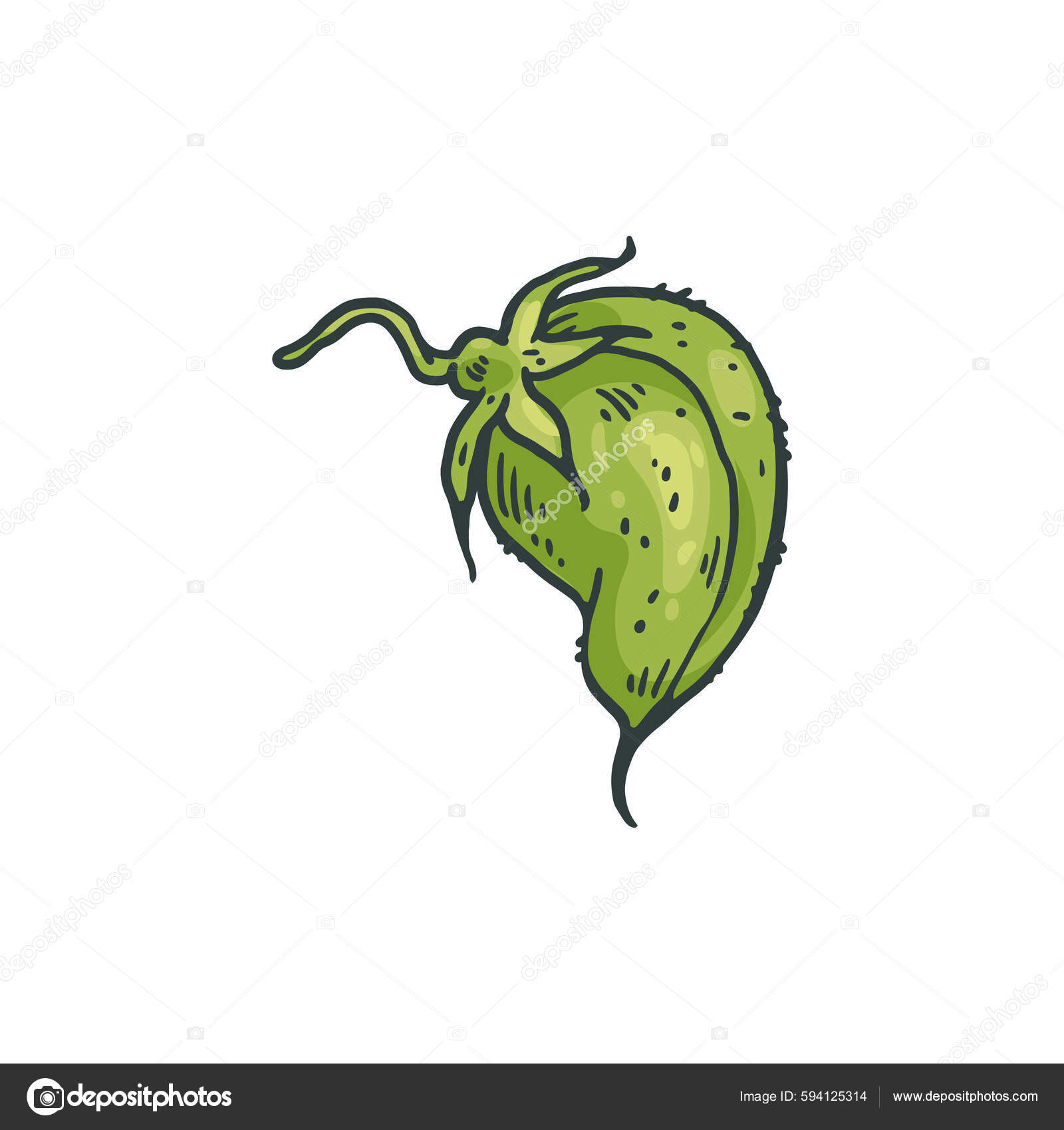 Image vectorielle Chickpea Legume Plant Green Pod Fruit Hand Drawn ...