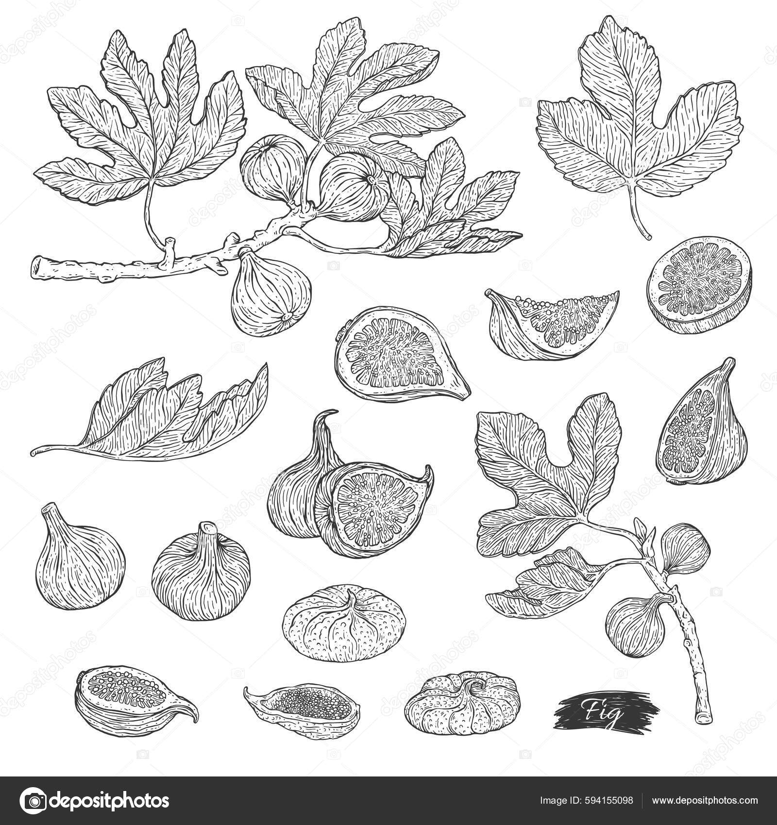 Hand Drawn Black White Engraving Set Botanical Elements Figs Fruits ...