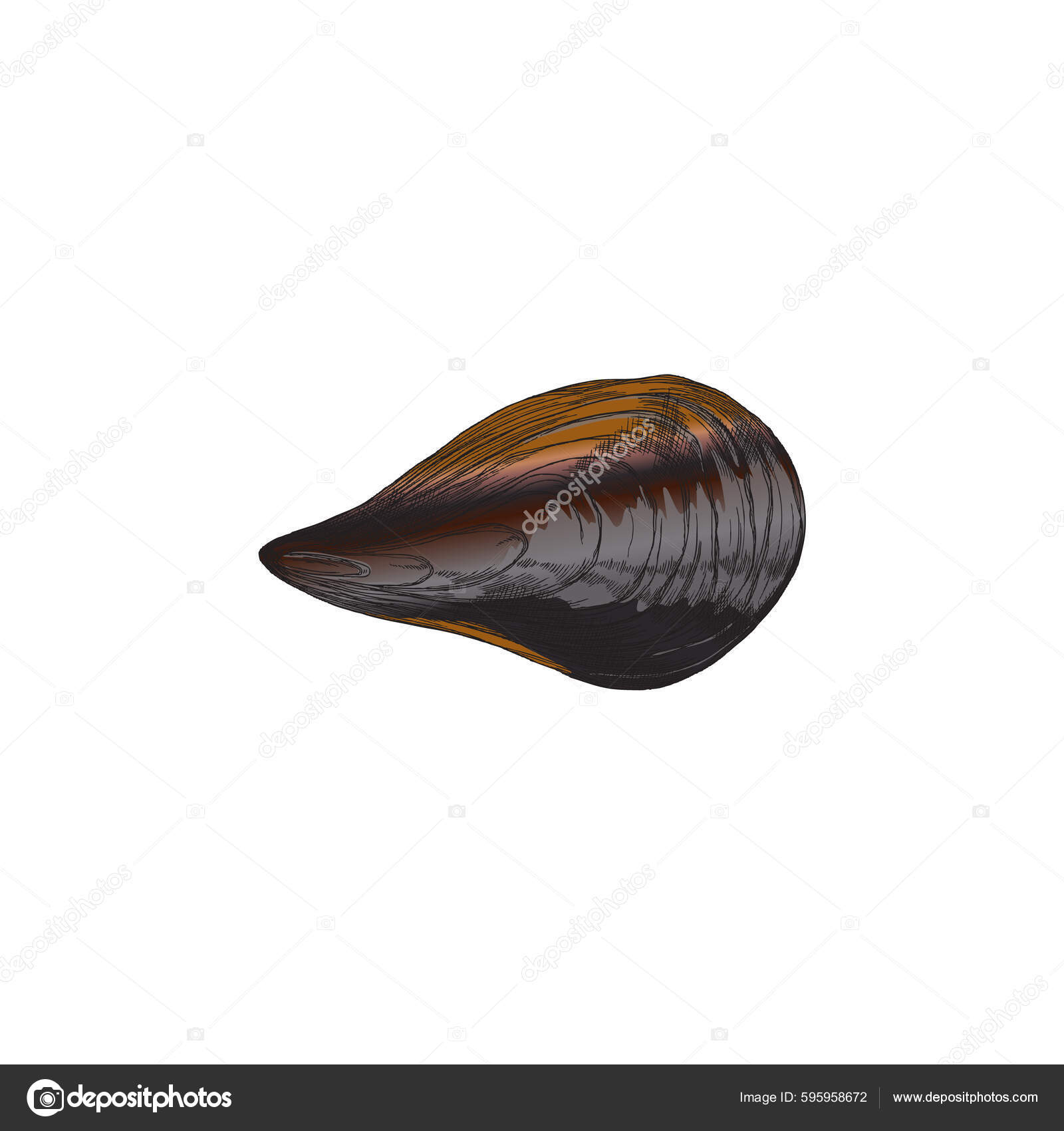 Mussel Shell Valve Top View Hand Drawn Sketch Vector Illustration ...