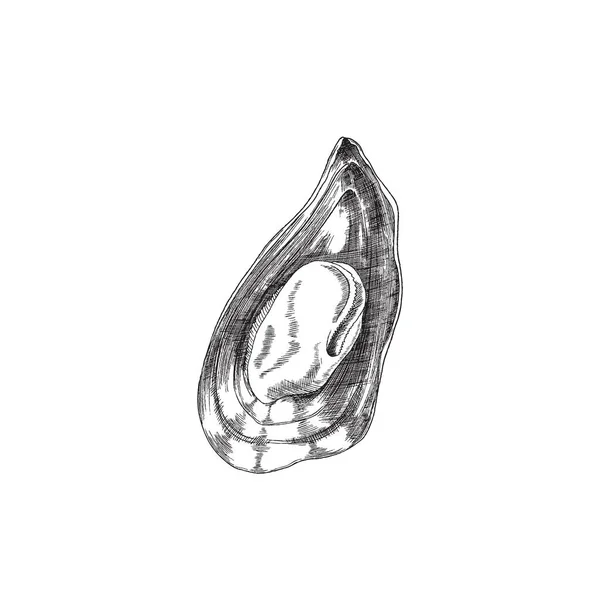 16,470,518 Mussel drawing Vector Images | Depositphotos