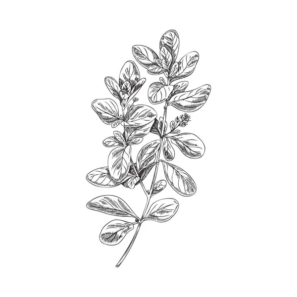 Oregano Drawing