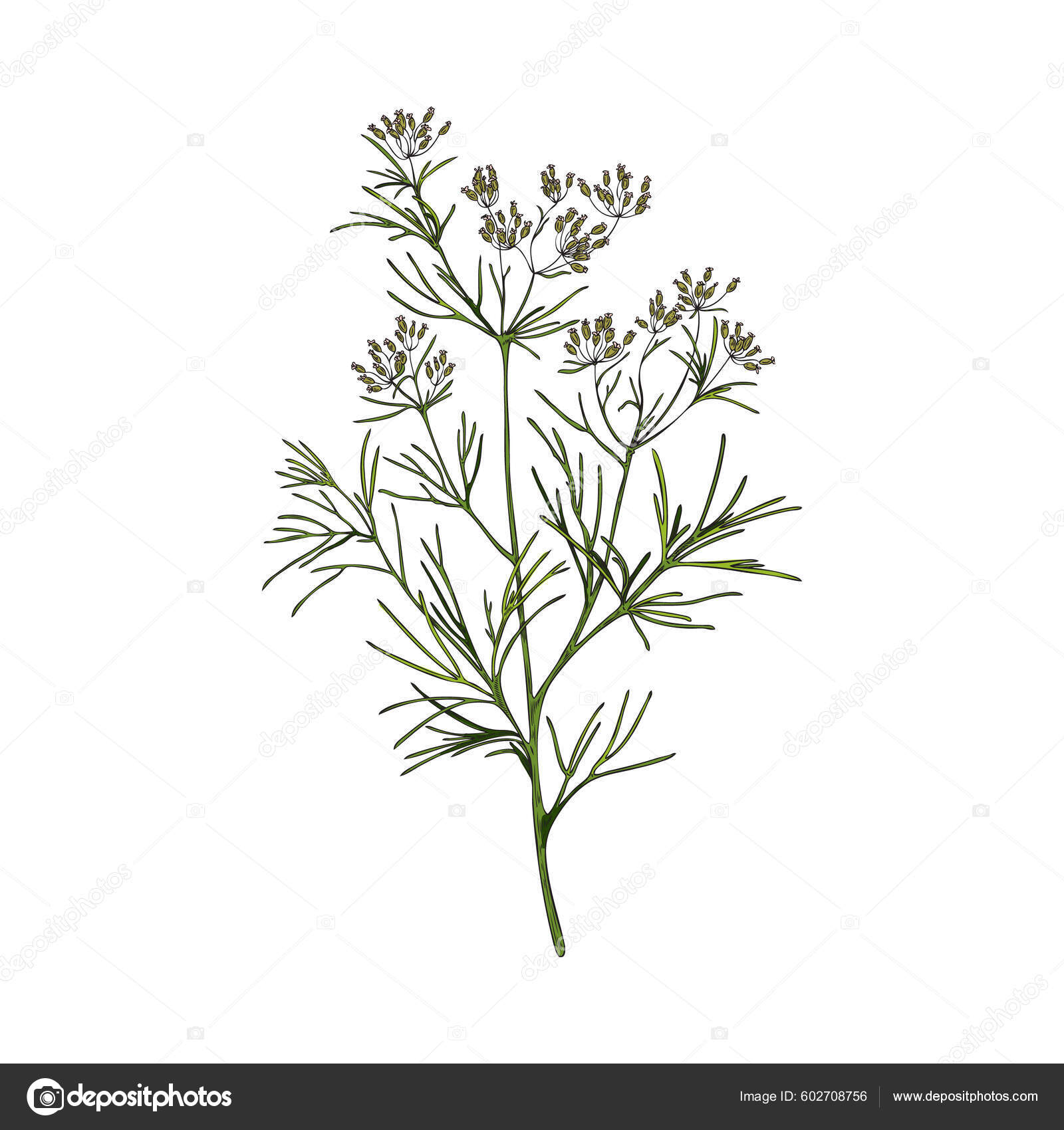Cumin Flowering Plant Branch Leaves Flowers Sketch Vector Illustration ...